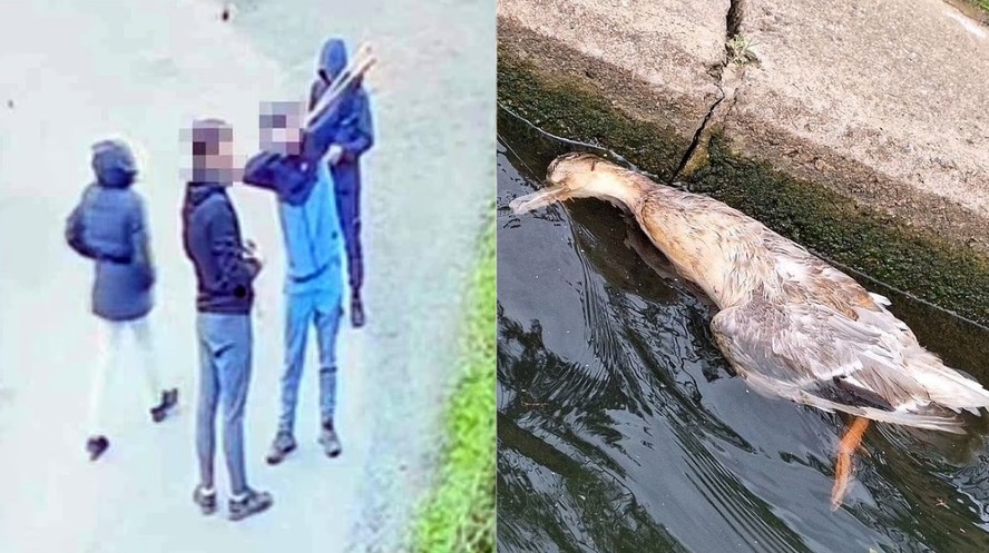 Adolescentes são suspeitos de torturar e matar patinhos pombos e