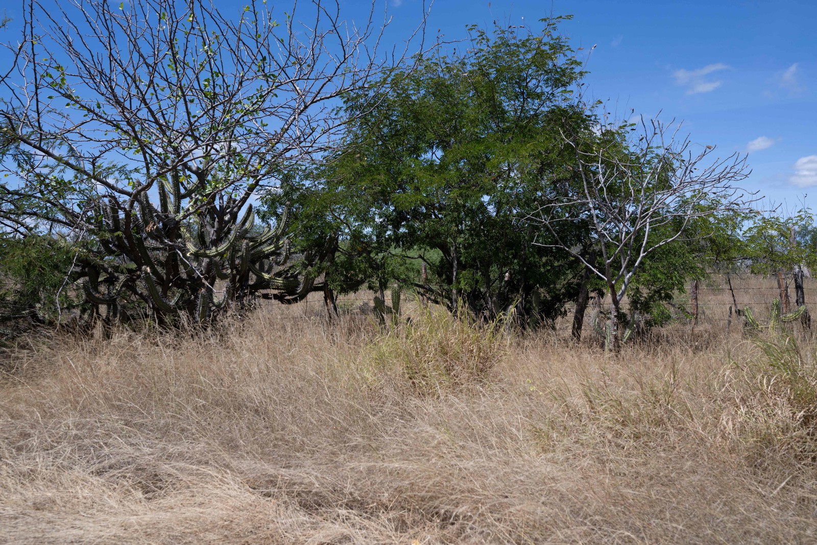 Cactos gigantes estão sendo plantados para evitar desertificação da ...