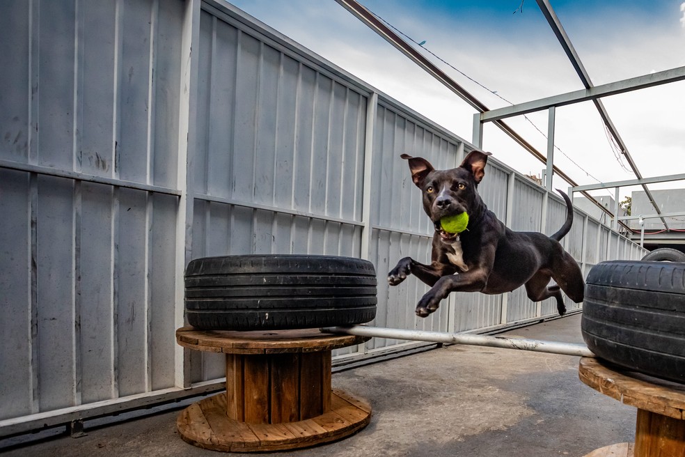 De quiropraxia a CrossPit, bem-estar para pets vive febre de novos negócios