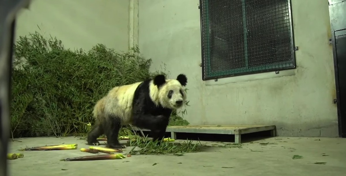 Estados Unidos devolvem panda-gigante à China após impasse diplomático ...