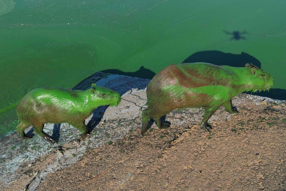Capivaras verdes aumentam alerta sobre os impactos ambientais do ...
