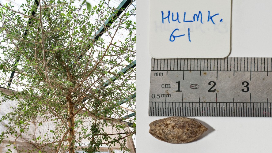 Árvore bíblica sai da extinção após replantarem semente de mil anos em ...