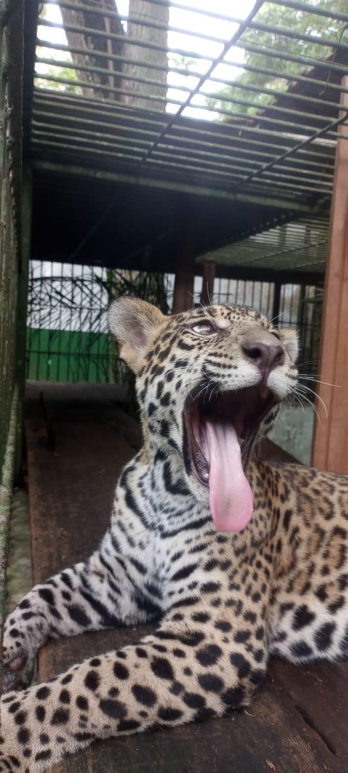 Filhote de onça-pintada criado como pet no Amazonas será levado para ...
