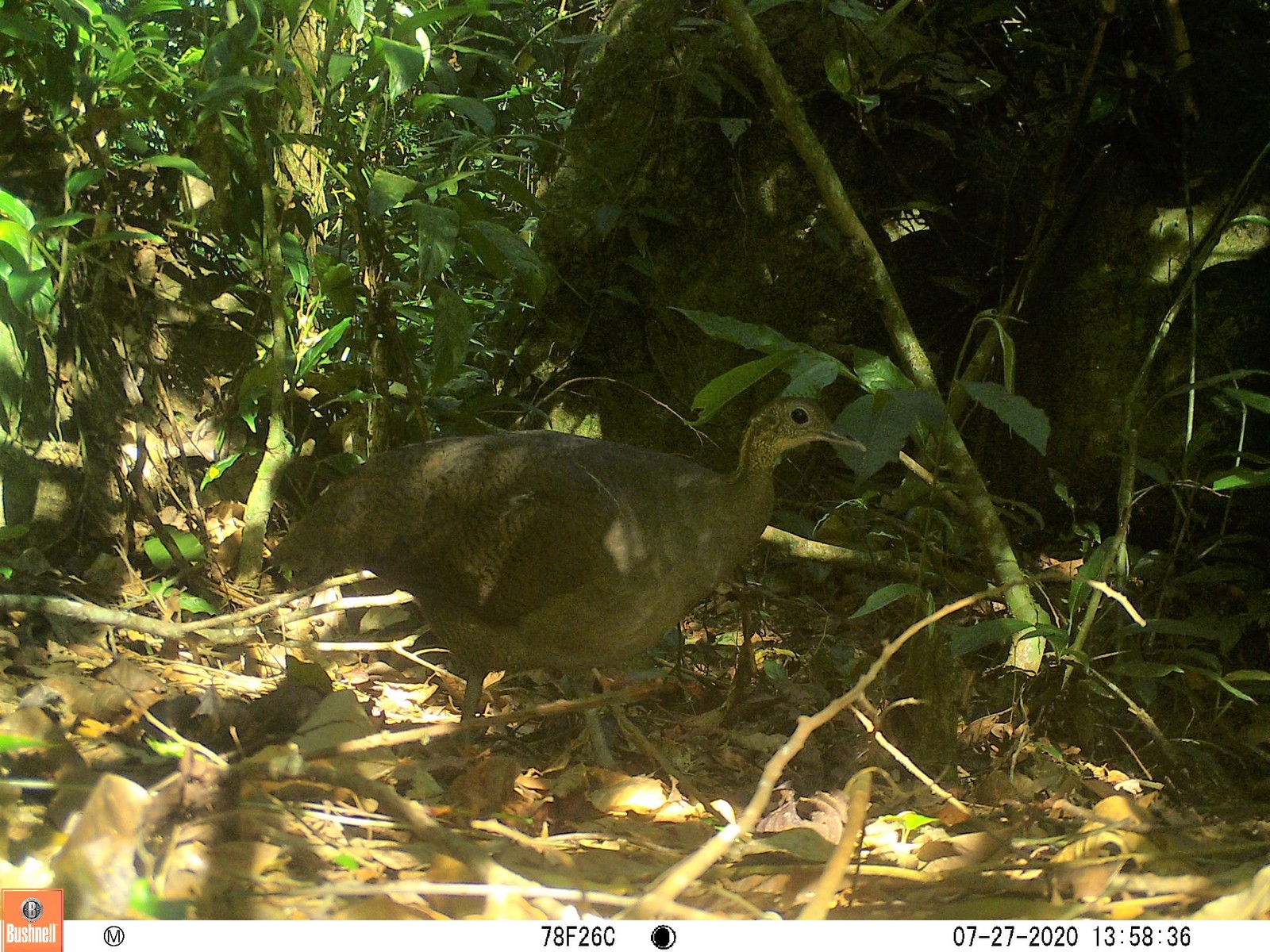 Reserva do Tinguá, na Região Metropolitana do Rio, abriga espécies de ...