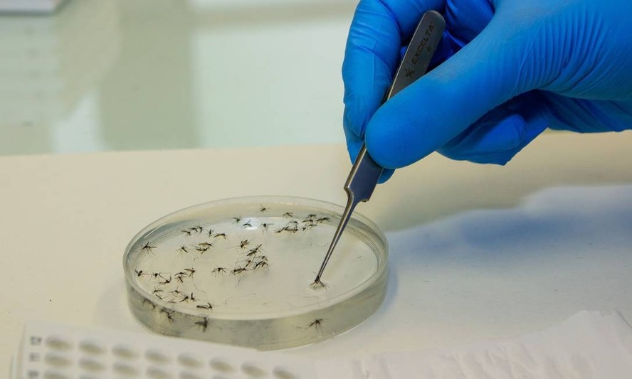 Infectar mosquito com bactéria é efetivo para reduzir a dengue ...