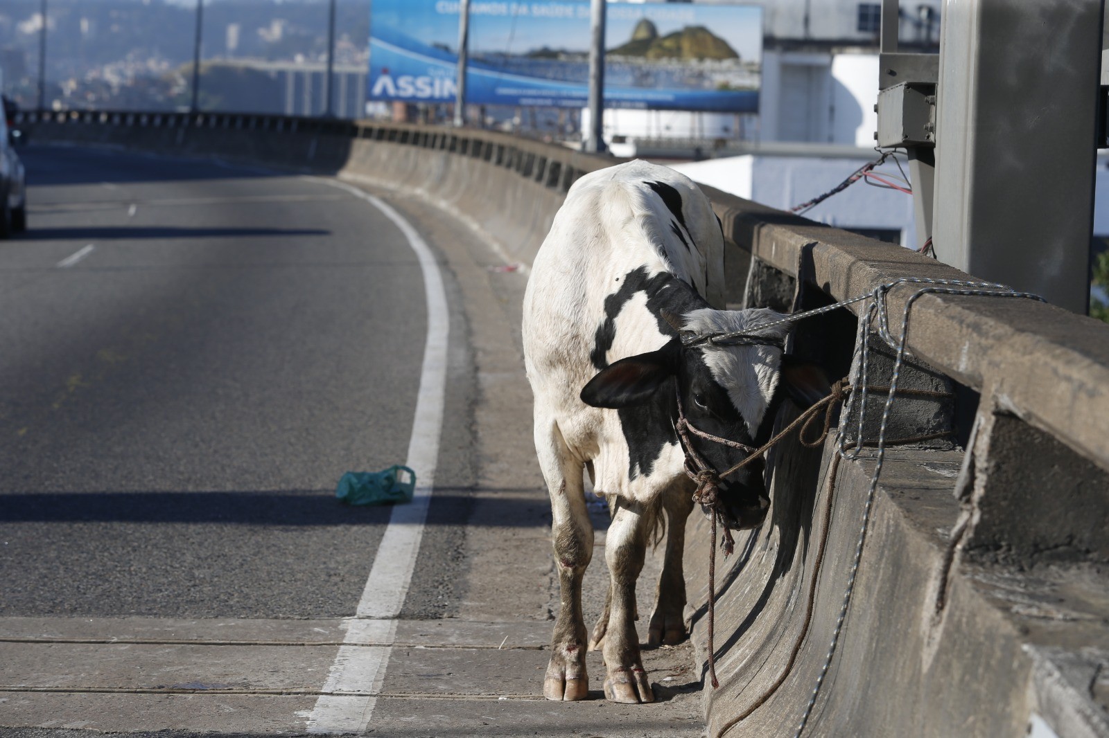 Fogão, o boi que parou o trânsito do Rio, será rebatizado. Animal fugiu ...