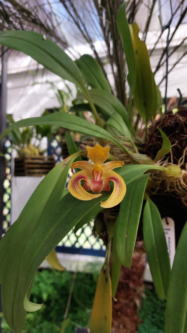 Jardim Botânico oferece visitas guiadas em cinco idiomas a seu orquidário, com 9 mil plantas