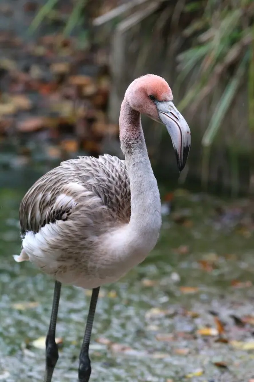 Flamingo escapa de zoológico no Reino Unido e é encontrado numa praia francesa