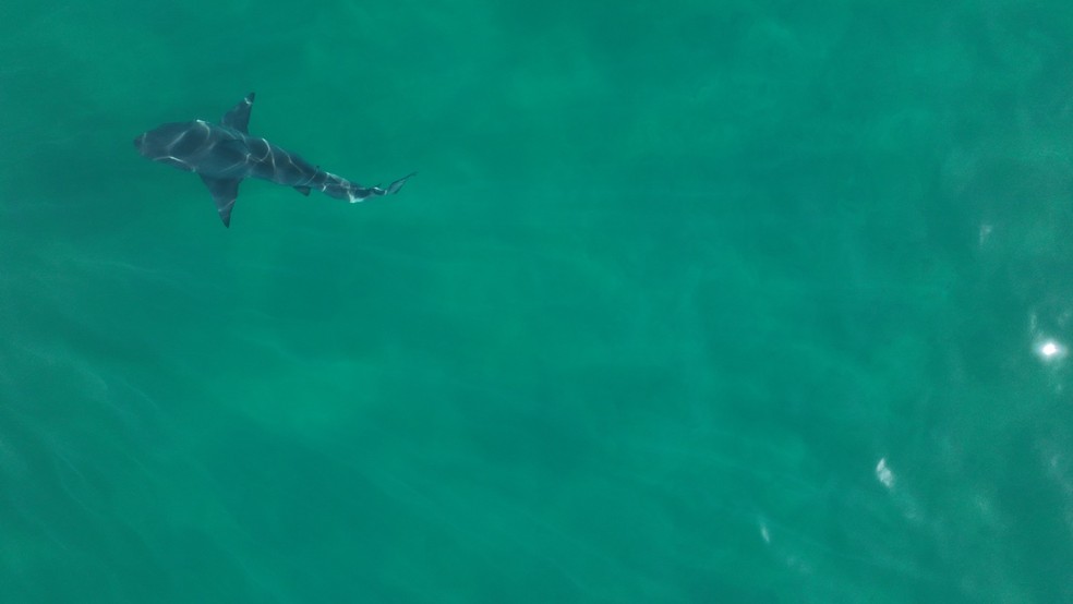 Tubarões galhas-pretas são flagrados na Baía da Ilha Grande