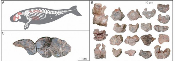 Vaca-marinha: espécie que viveu há 20 milhões de anos foi caçada por ...