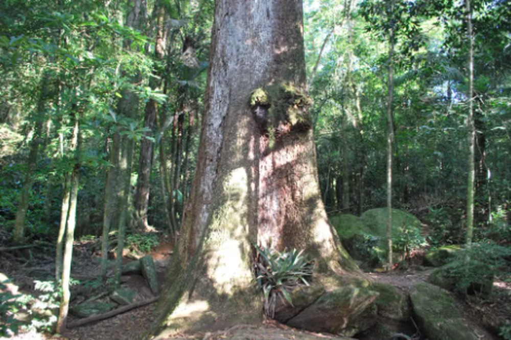 Em Cachoeiras de Macacu, jequitibá-rosa faz ‘renascer’ a esperança da ...