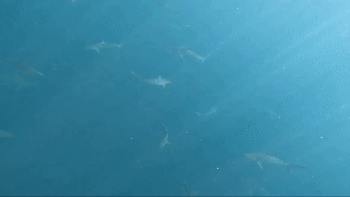 Mergulhadores encontram cardume gigante com 100 tubarões em São Paulo ...