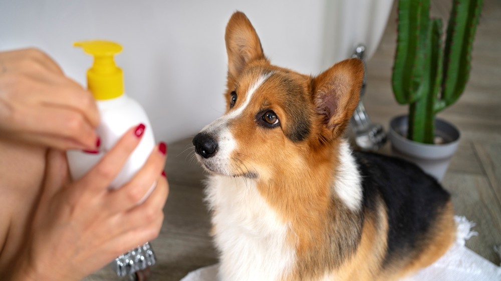 Banho a seco ajuda na higiene do pet durante viagens; compare 8 itens