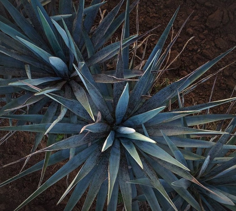 Saiba qual é a melhor tequila do mundo; preço no Brasil é de R$ 1.650