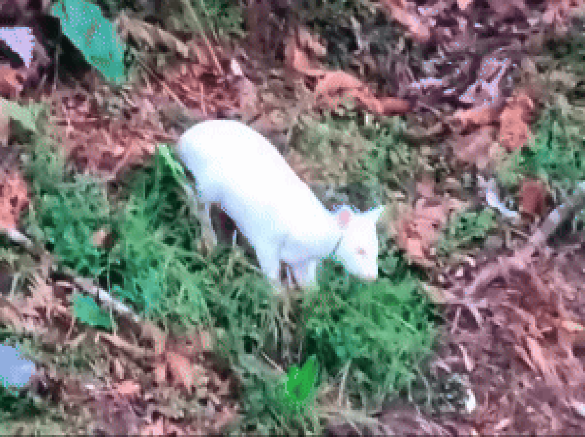 Raríssimo pudu albino é visto em estrada no Peru; vídeo