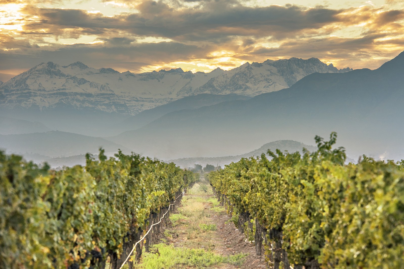 Almaviva: vinícola que produz ícone da América Latina oferece ...