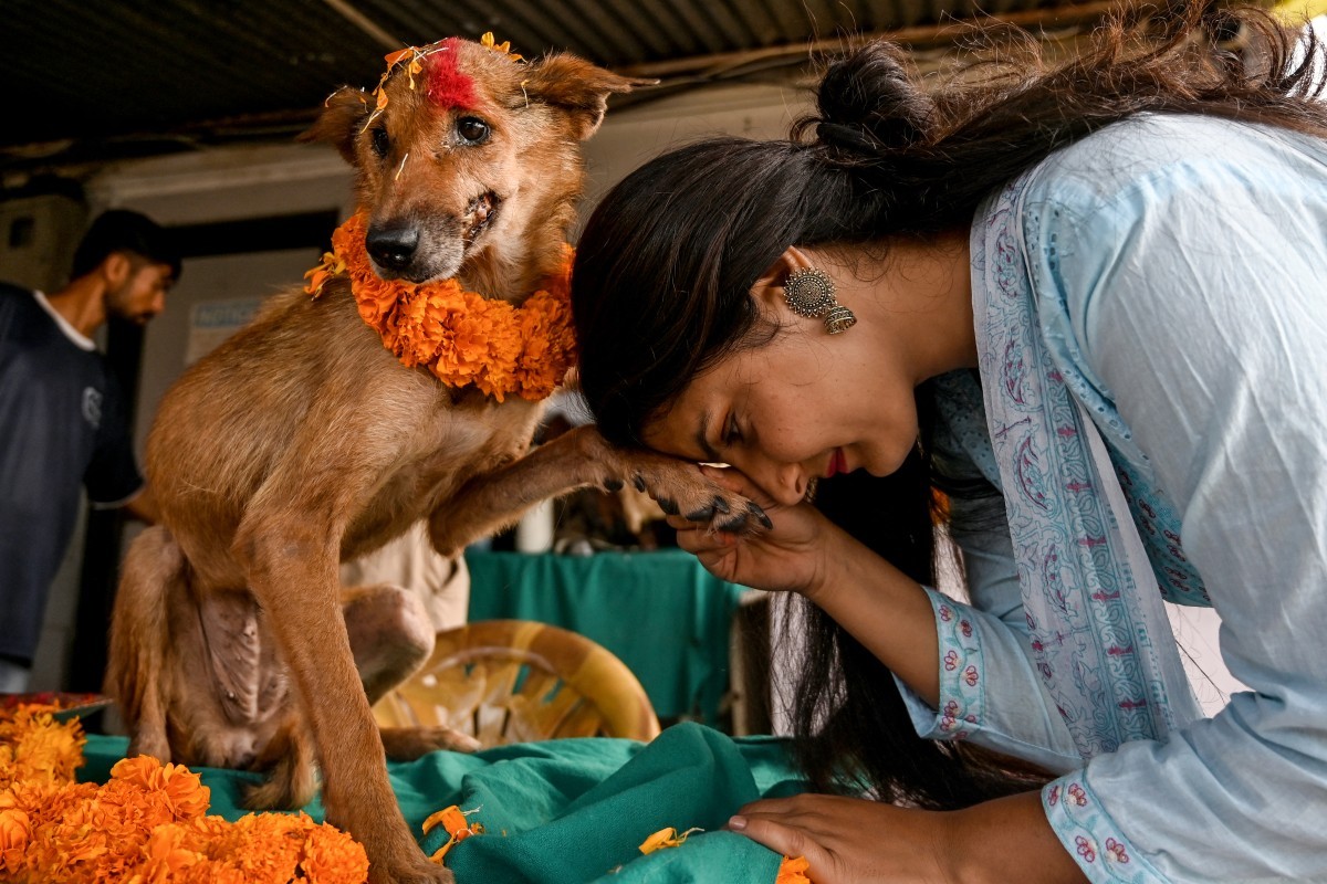 Melhores amigos e donos da festa: festival hindu celebra cachorros no ...