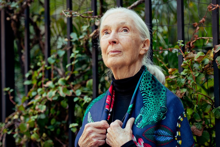 O que a cientista Jane Goodall nos ensinou sobre viver uma vida longa