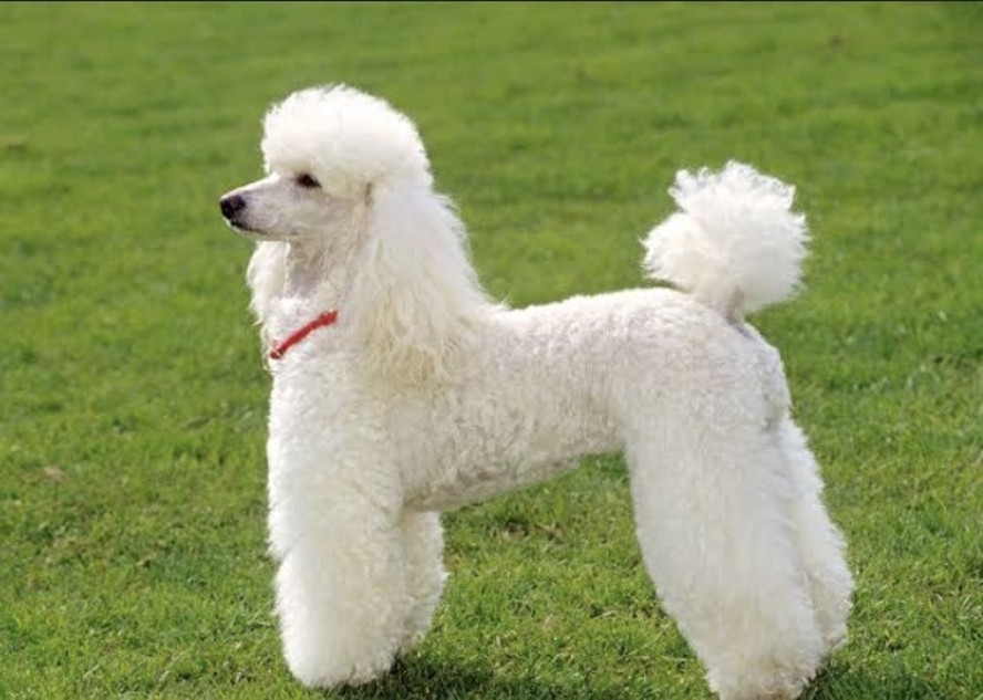 Para onde foram os poodles depois que saíram de moda?