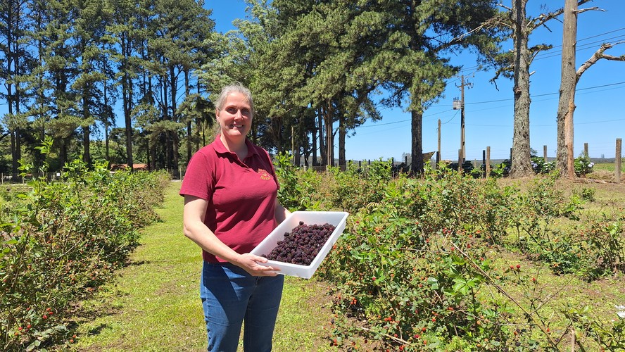 Amora de beber: veja como a fruta virou base para cachaça, vinho e até ...