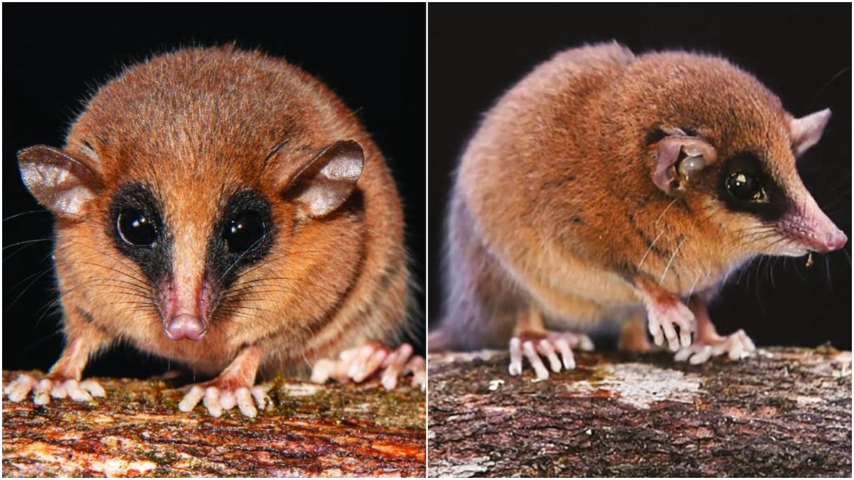 Nova espécie de marsupial é descoberta na Amazônia