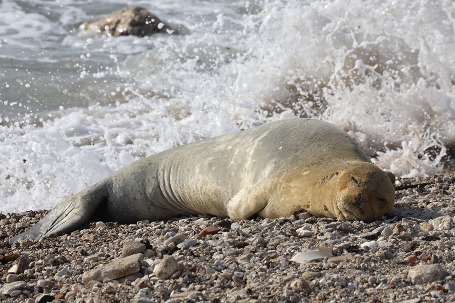 Foca-monge em extinção surge em Israel durante enfrentamento com grupos ...