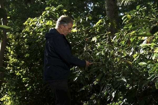 ‘Chafé’: flores de café viram chá com cheirinho do grão verde e geram ...