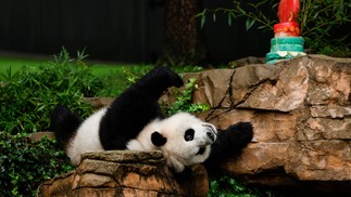 Diplomacia dos pandas: China envia dois ursos gigantes para zoológico ...