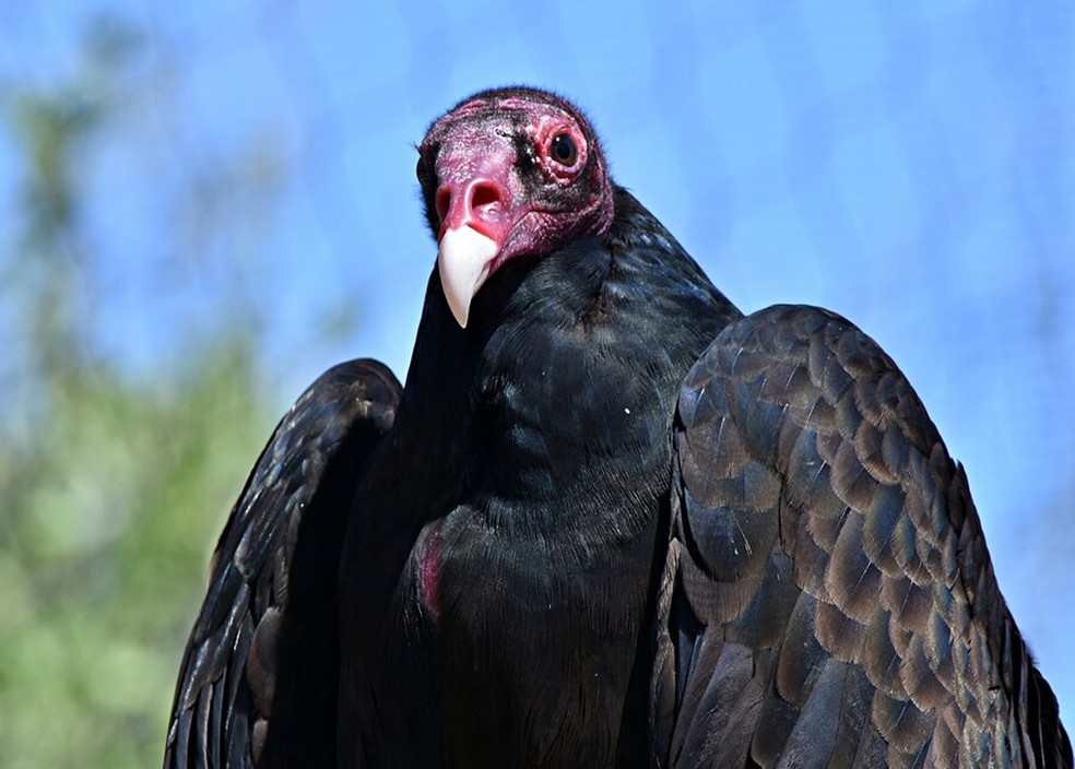 'Máquina de sobrevivência': conheça o urubu-de-cabeça-vermelha, espécie ...