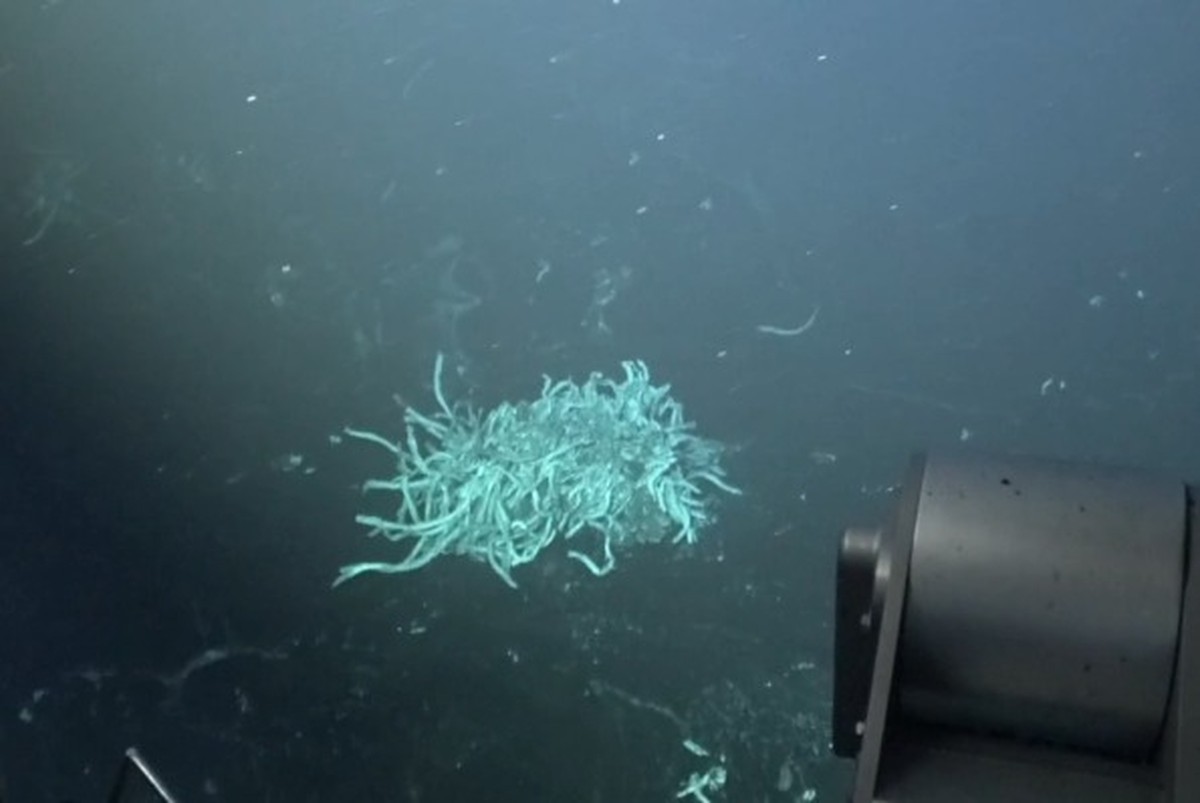 Cientistas testemunham erupção vulcânica na Cordilheira do Oceano ...