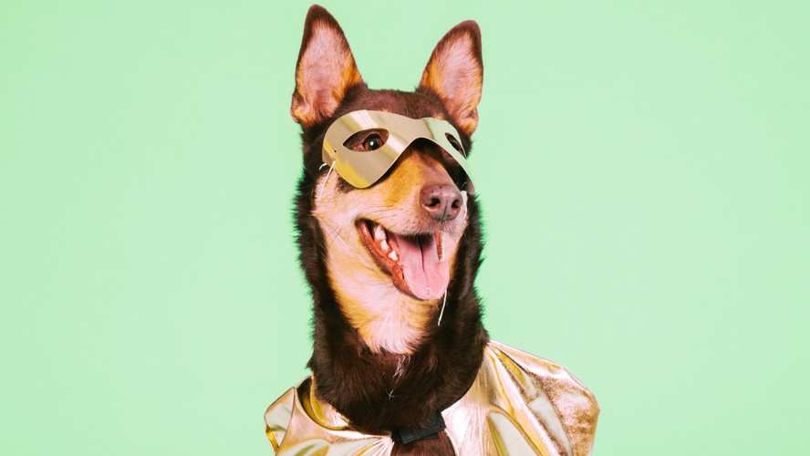 Carnaval pet: até que ponto fantasiar animais é seguro?