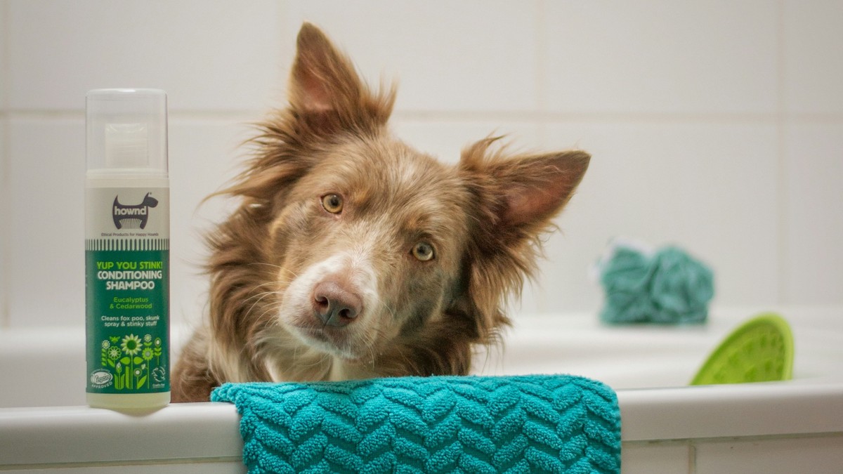 Banho a seco ajuda na higiene do pet durante viagens; compare 8 itens