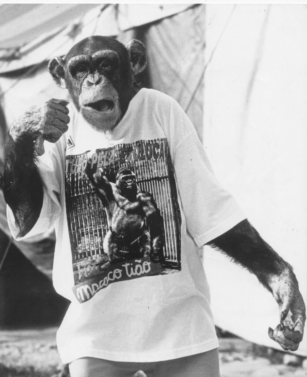 Personagem folclórico do Rio, Macaco Tião vira nome de cerveja ...