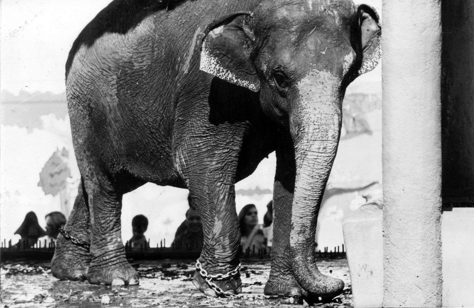 Elefanta Koala, do BioParque do Rio, faz 60 anos, supera expectativa de ...