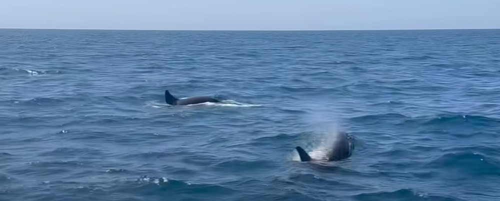 Ataques de orcas a embarcações assombram tripulantes e intrigam cientistas
