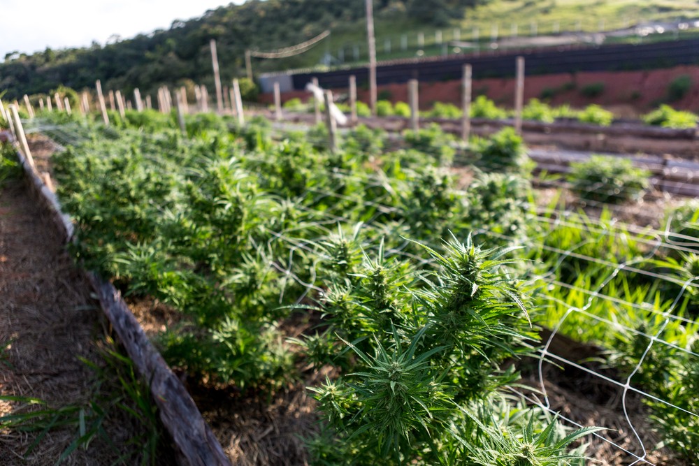 Como a luta pelo remédio de uma criança levou à criação de uma fazenda ...