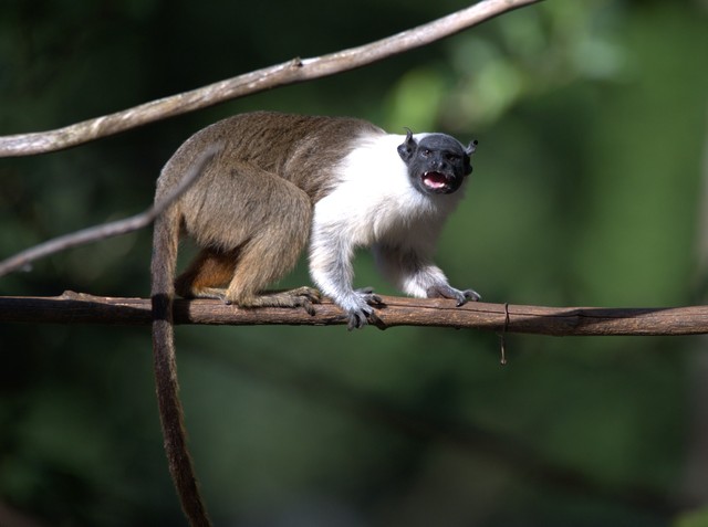 'Amendoim', o macaco em perigo de extinção que aguarda a chegada de uma ...