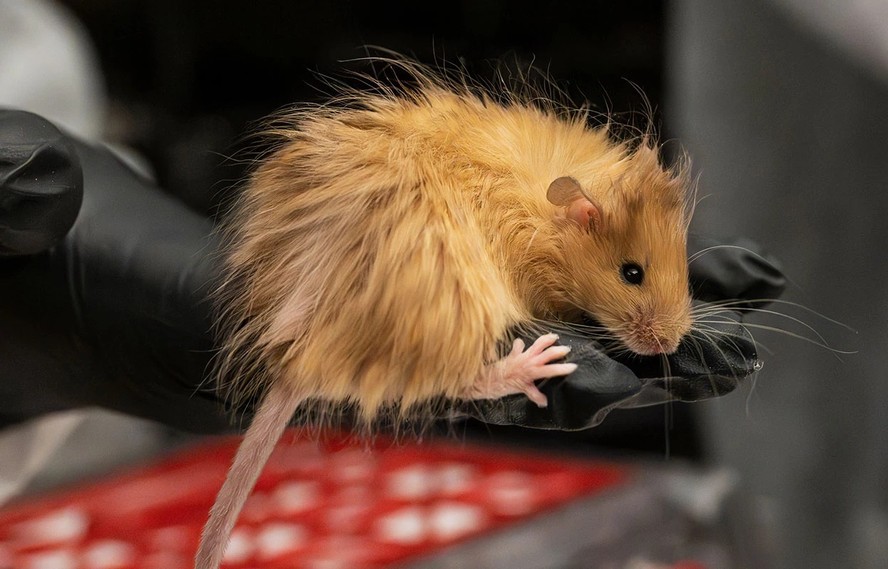 Era do Gelo: cientistas criam animal com genes do mamute, em feito ...