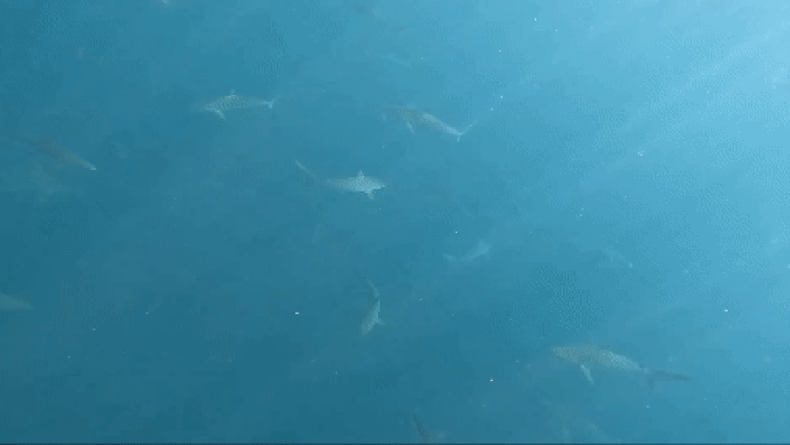Mergulhadores encontram cardume gigante com 100 tubarões em São Paulo ...