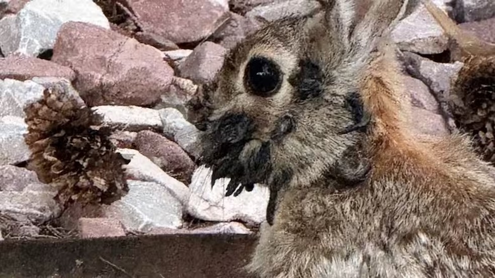 Coelhos selvagens aparecem com 'tentáculos' na cabeça no Colorado, nos EUA