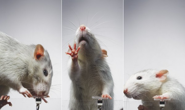 Você é um humano ou um rato?: Selfies tiradas por fotógrafos-roedores ...