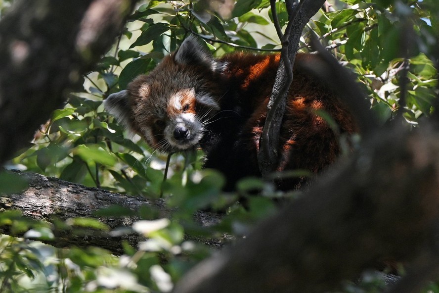 Ameaçado de extinção, panda-vermelho tem população em crescimento no ...