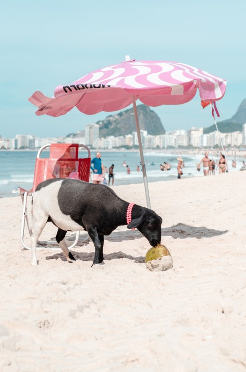 Conheça Rebeca, a ovelha de estimação que é sucesso nas redes