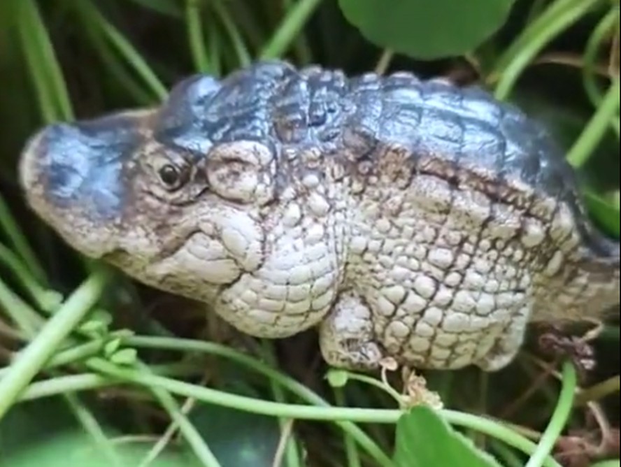 'Mini-réptil fofo' viraliza na web e ganha o apelido de 'Jaré', mas ...