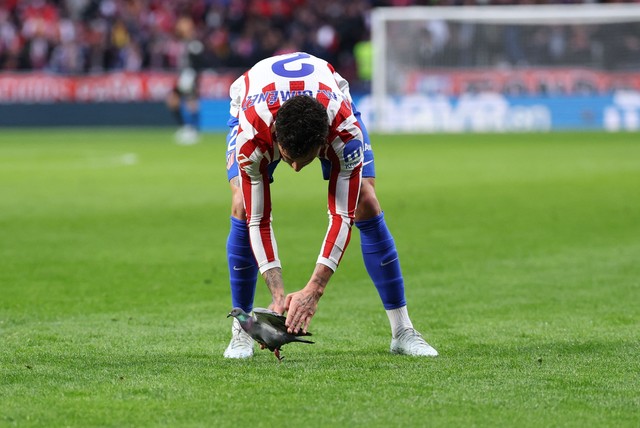 Pombo atingido por bolada é salvo por jogador do Atlético de Madrid ...