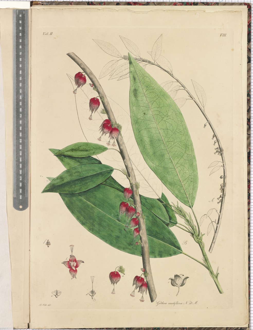 Fascinado pelo Brasil e sua flora, Goethe ajudou a difundir imagem de ...