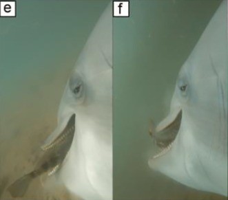 Lula 'alienígena': animal é registrado pela primeira vez no segundo ...