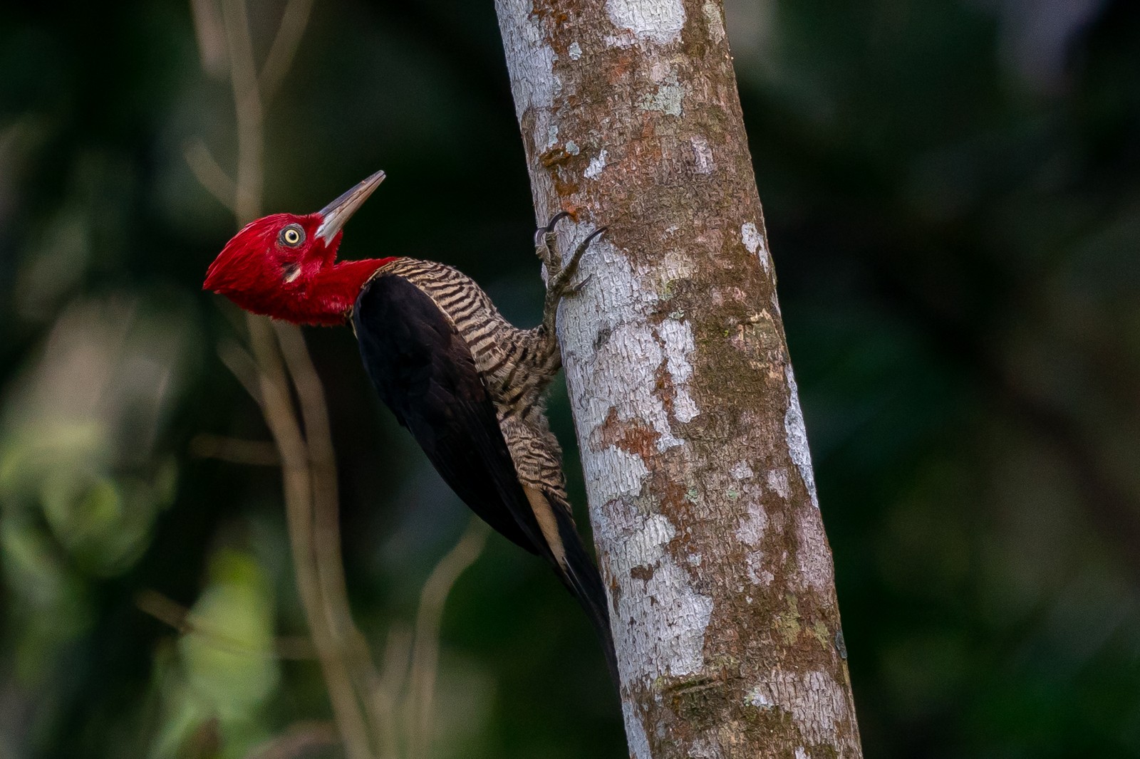 Aves se masturbam com frequência e de forma natural, diz estudo