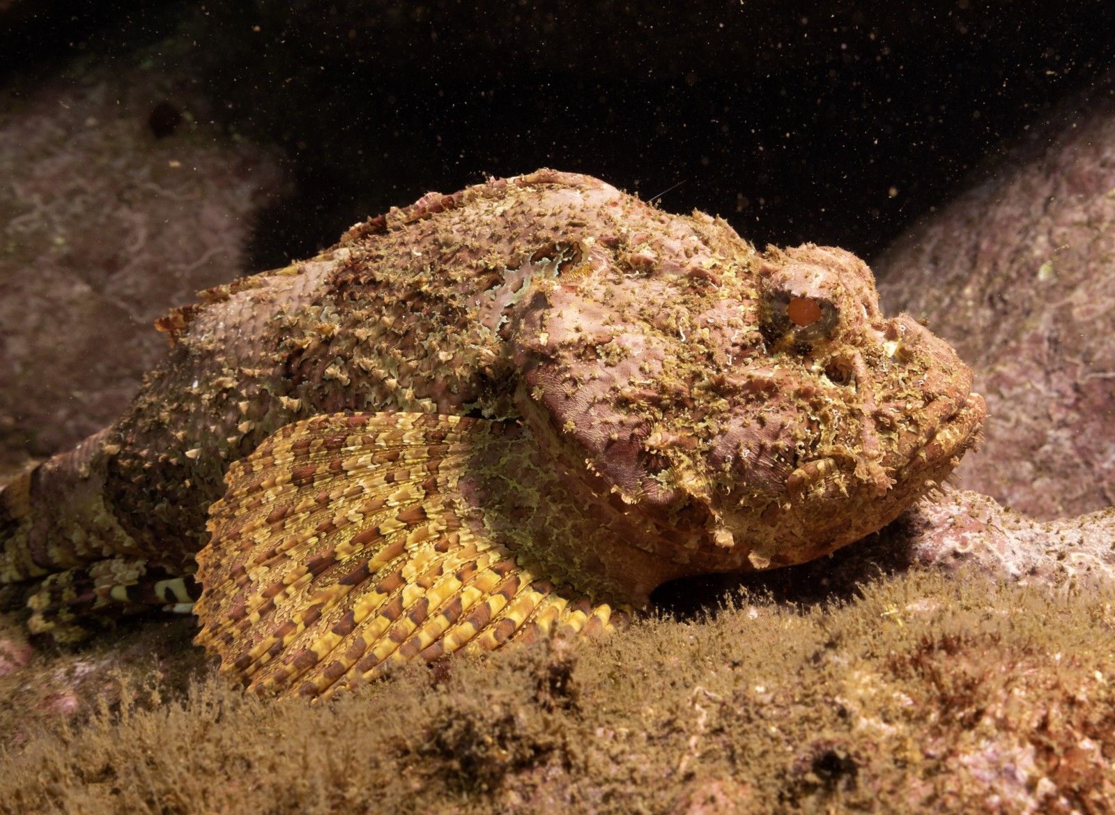 Tesouros ocultos: Expedição na Baía de Guanabara flagra espécies que ...