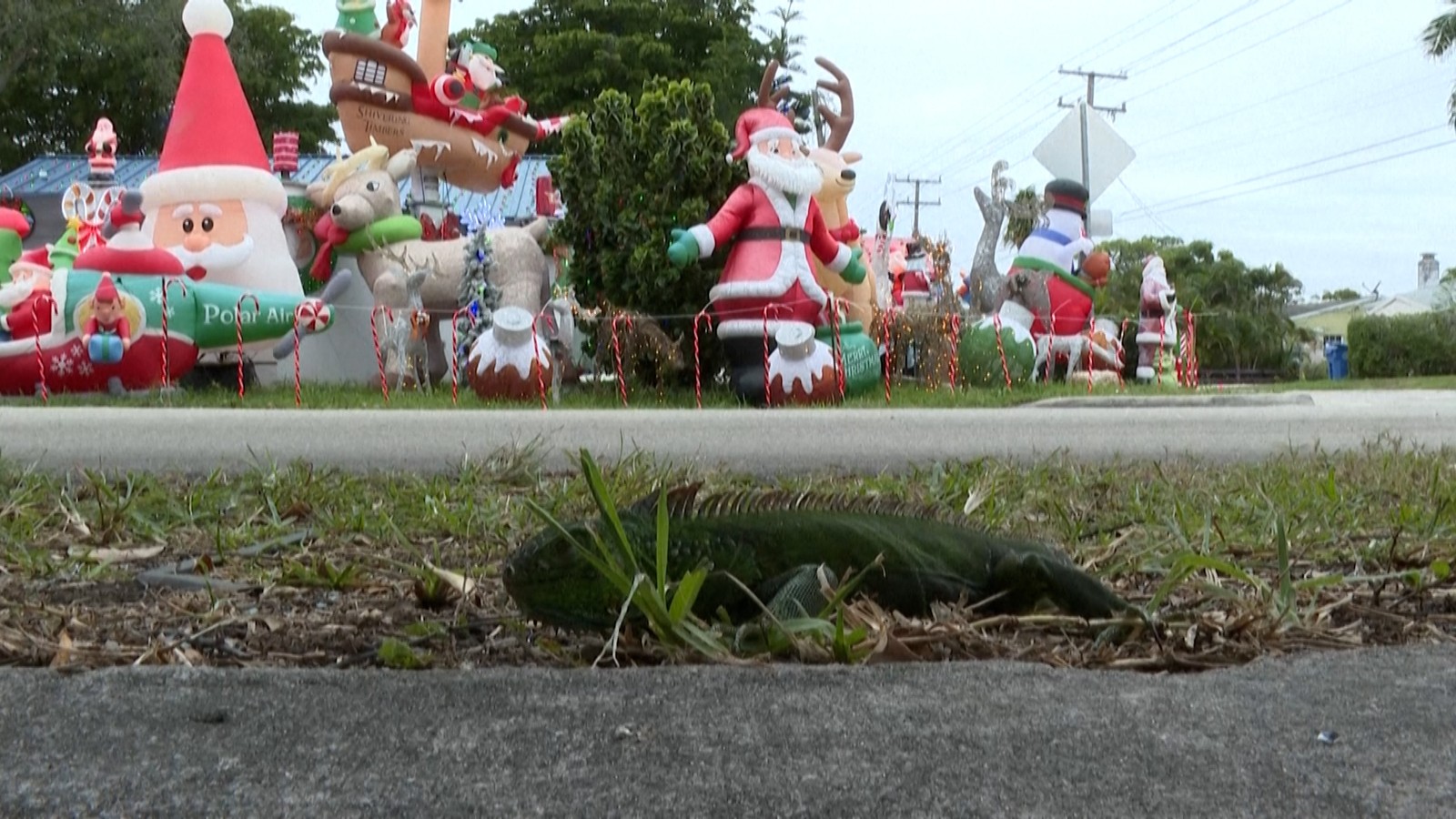 'Chuva de iguanas': animais congelados caem de árvores nos Estados Unidos; vídeo